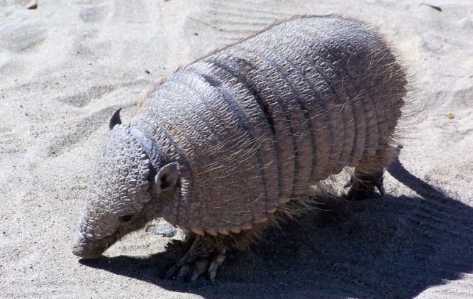 Quirquincho | Qué es, características, reproducción, información | Animal