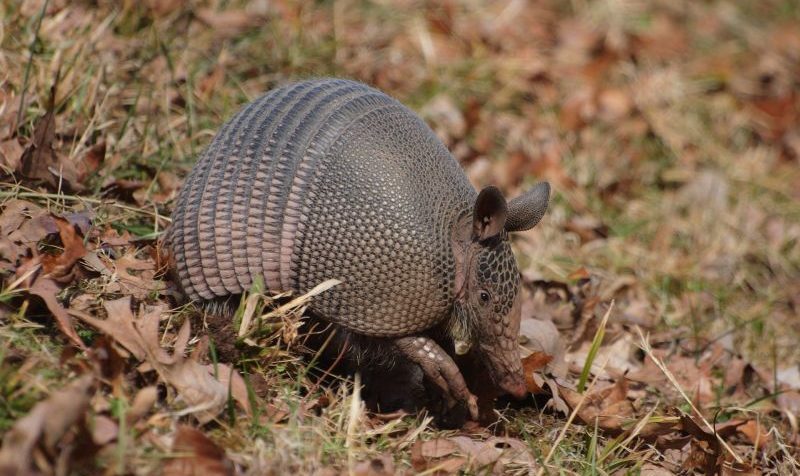 Quirquincho | Qué es, características, reproducción, información | Animal