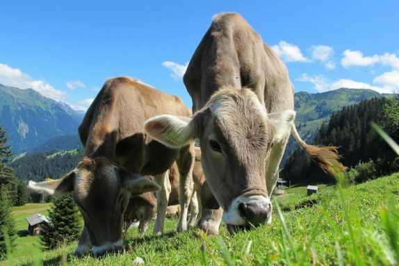 Vaca | Características, alimentación, reproducción, vida, origen | Animal