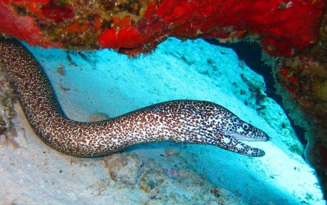 Anguila | Características, hábitat, alimentación, reproducción | Pez