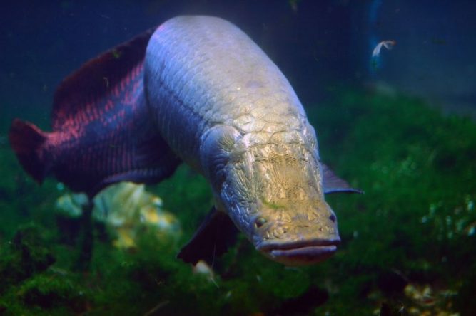 Arapaima | Características, hábitat, especies, reproducción | Pez