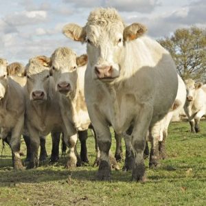 Buey | Características, origen, reproducción, carne, alimentación | Animal