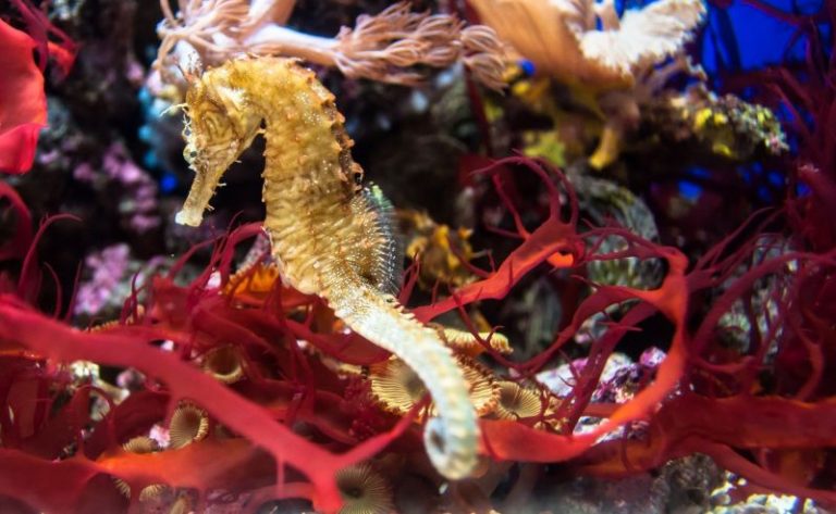 Marsupio | Qué es, características, función, animales, desarrollo de la ...