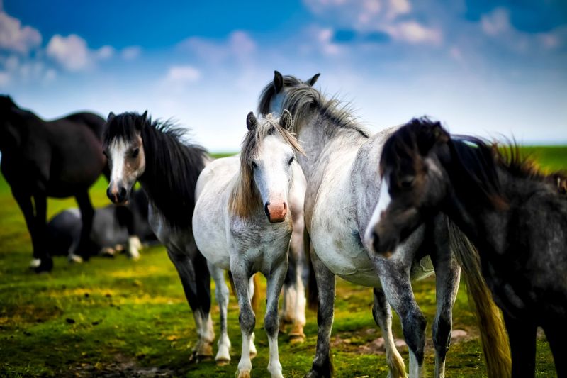 Caballo | Características, alimentación, cuidados, comportamiento | Animal
