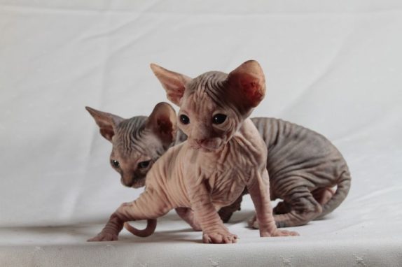Gato balinés | Características, comportamiento, cuidados | Mascota