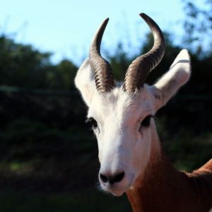 Gacela | Características, hábitat, alimentación, reproducción | Animal