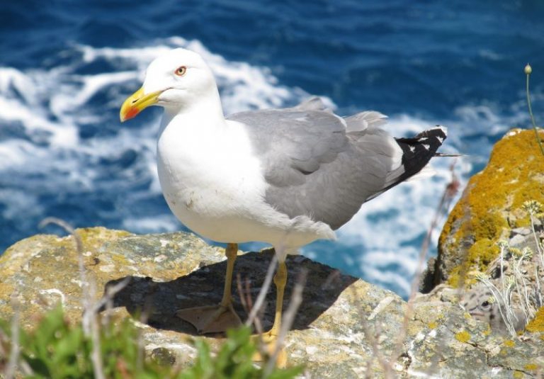 Gaviota | Características, alimentación, reproducción, hábitat | Ave