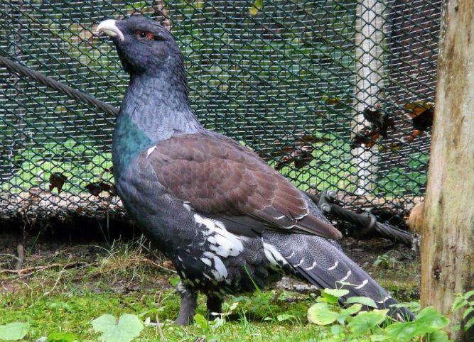 Urogallo | Qué es, características, hábitat, alimentación, extinción | Ave