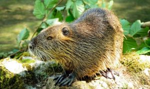 Castor | Características, hábitat, tipos, reproducción, alimentación ...