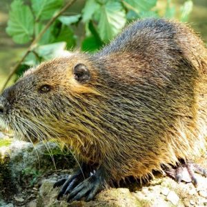 Animales | Tu web del mundo animal