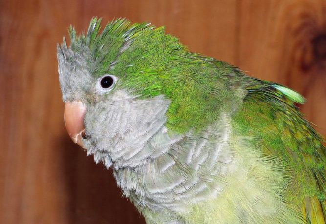 Cotorra | Características, hábitat, alimentación, reproducción | Ave ...