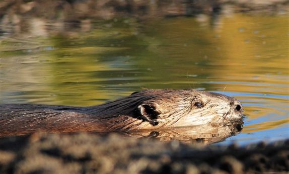 Castor | Características, hábitat, tipos, reproducción, alimentación ...