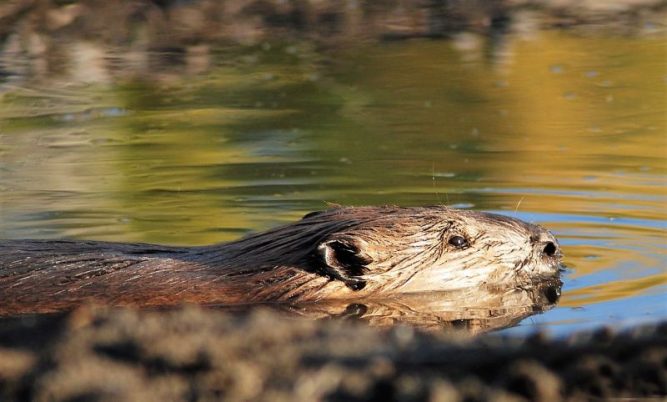 Castor | Características, hábitat, tipos, reproducción, alimentación ...