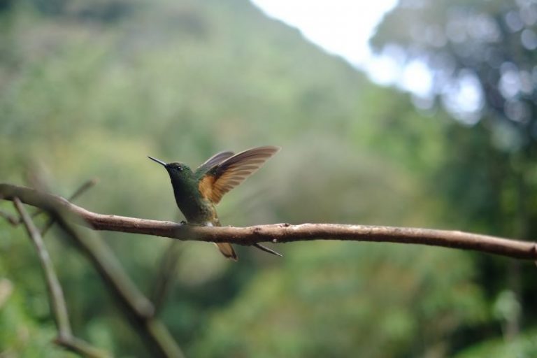 Colibrí | Características, hábitat, reproducción | Ave, pajaro