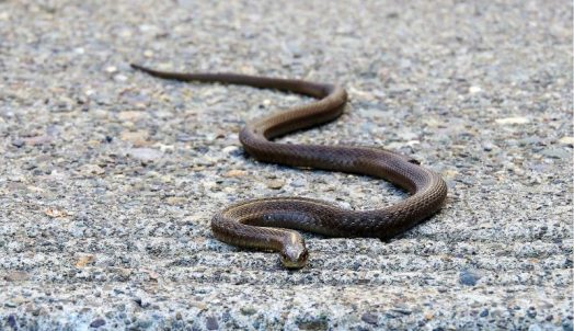 Culebra | Características, hábitat, alimentación, reproducción | Réptil ...
