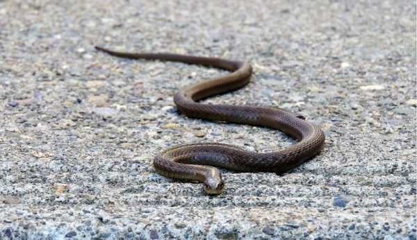 Culebra | Características, hábitat, alimentación, reproducción | Réptil ...