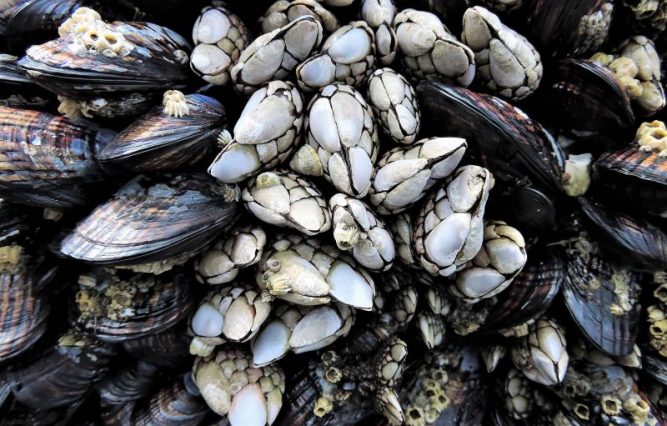 Percebe | Características, reproducción, consumo, curiosidades, cocinar