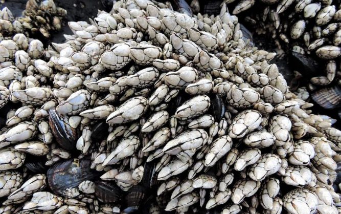 Percebe | Características, reproducción, consumo, curiosidades, cocinar