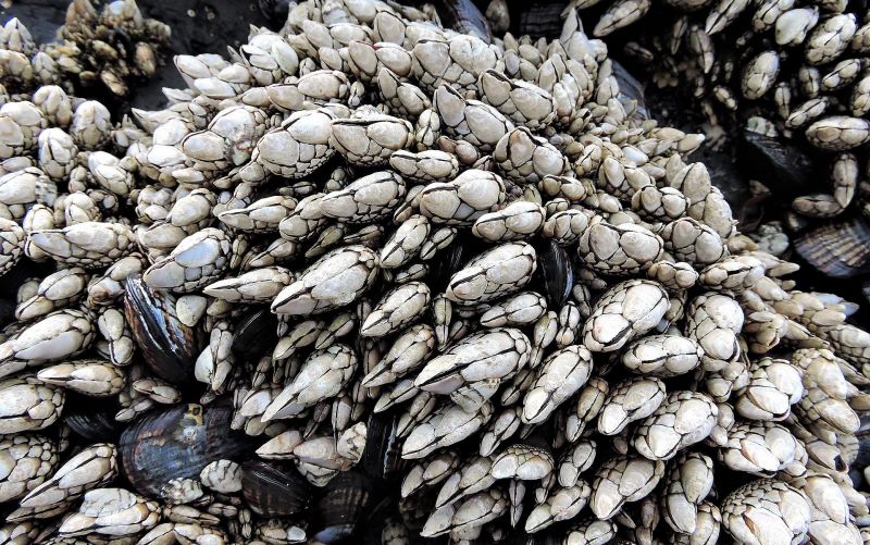 Percebe | Características, reproducción, consumo, curiosidades, cocinar