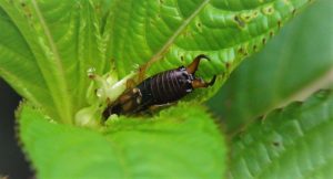 Tijereta | Características, alimentación, reproducción, plaga | Insecto