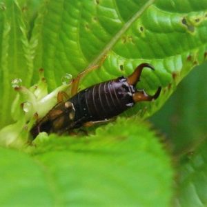 Tijereta | Características, alimentación, reproducción, plaga | Insecto