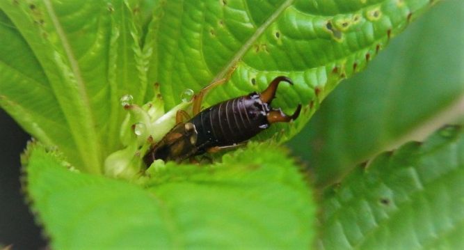 Tijereta | Características, alimentación, reproducción, plaga | Insecto