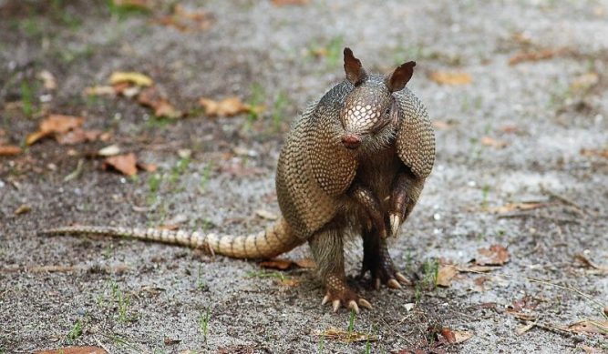 Armadillo | Características, hábitat, reproducción, alimentación | Animal