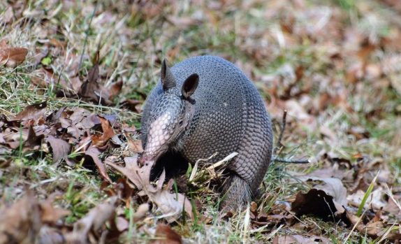 Armadillo | Características, hábitat, reproducción, alimentación | Animal