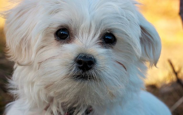 Bichón maltés | Características, comportamiento, alimentación, cuidados