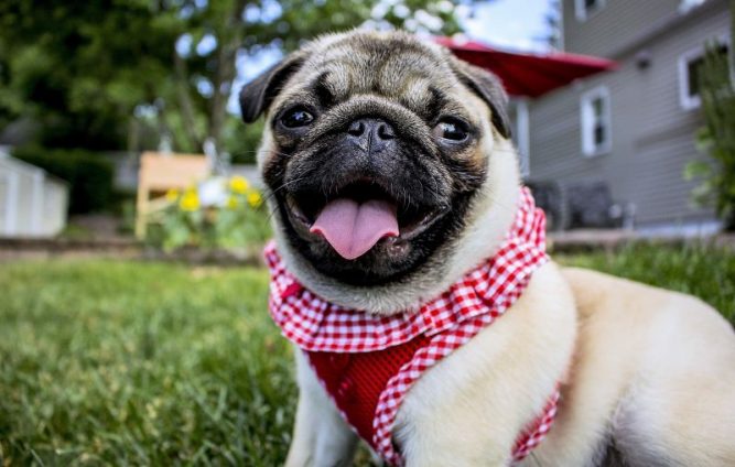 Carlino | Características, cuidados, alimentación, origen | Perro, mascota