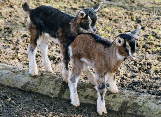 Choto | Qué es, características, comportamiento, alimentación, destete