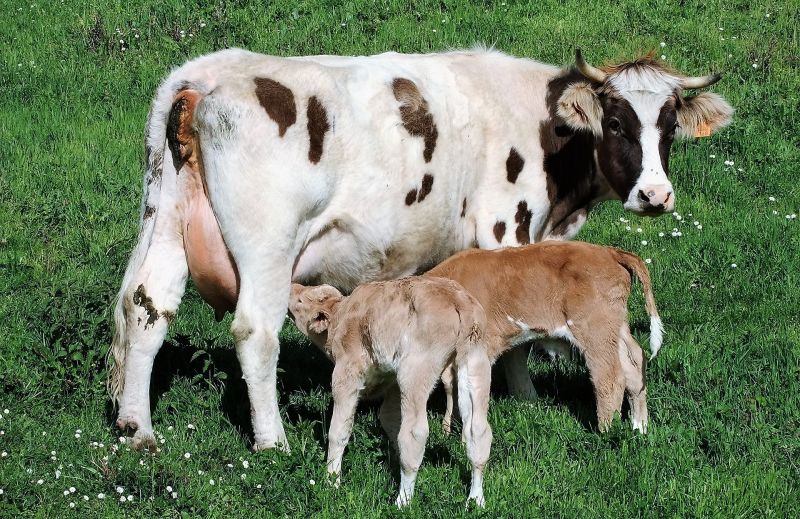 Choto | Qué es, características, comportamiento, alimentación, destete