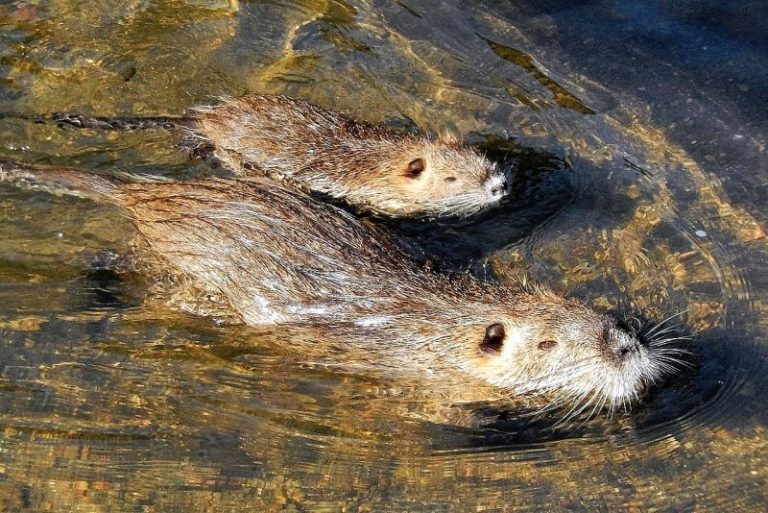 Coipo | Características, alimentación, reproducción, hábitat | Animal