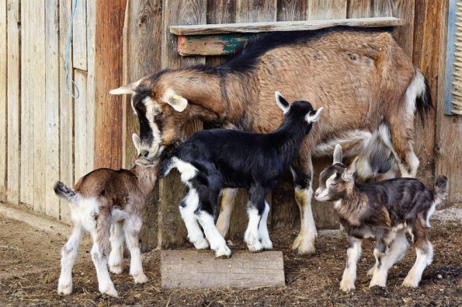 Choto | Qué es, características, comportamiento, alimentación, destete