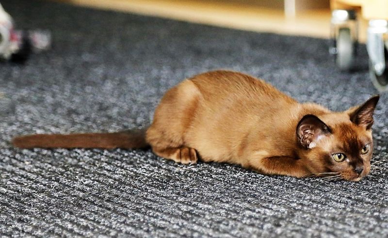 Gato burmés | Características, cuidados, alimentación | Mascota
