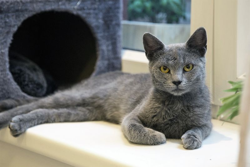 Gato azul ruso | Características, comportamiento, tipos, origen | Mascota