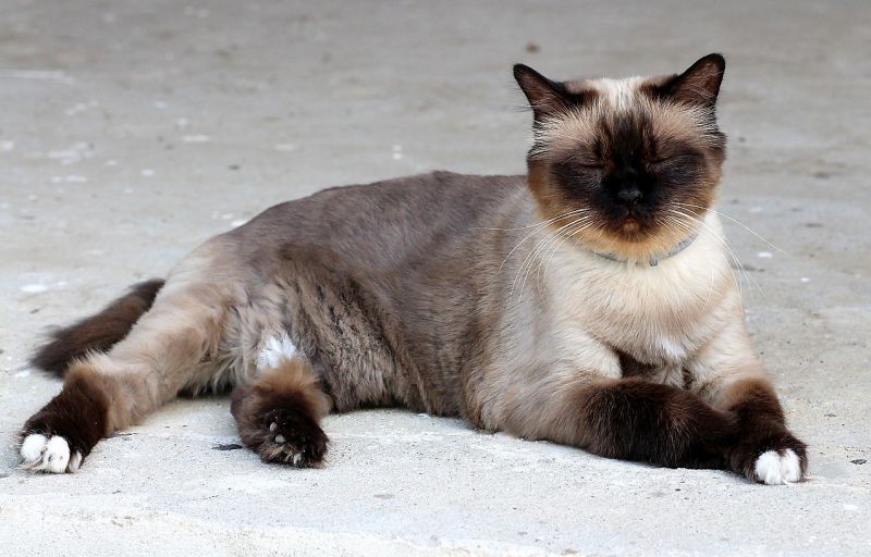 Gato burmés | Características, cuidados, alimentación | Mascota