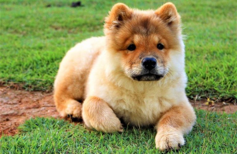 Chow chow | Características, origen, cuidados, caracter, tipos | Mascota