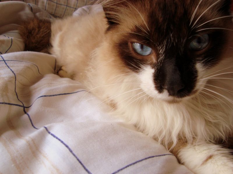 Gato balinés | Características, comportamiento, cuidados | Mascota