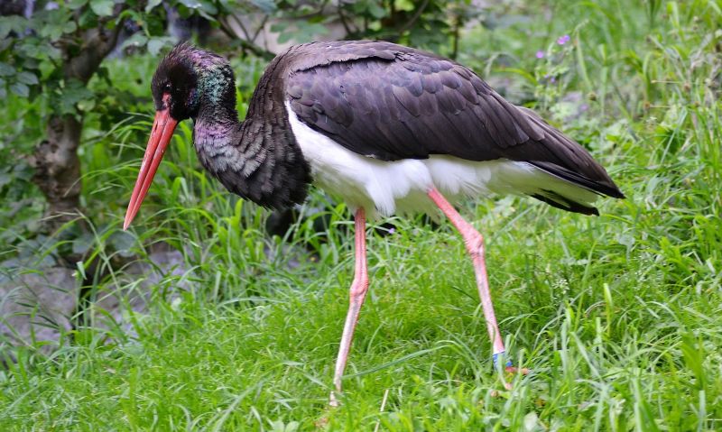 Cigüeña negra | Características, hábitat, alimentación, reproducción