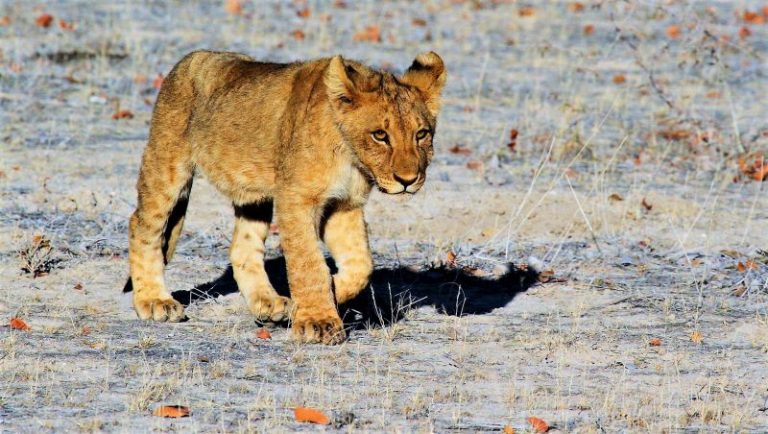 León | Características, alimentación, reproducción, hábitat | Animal