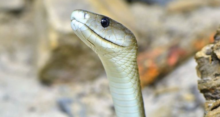 Mamba negra | Características, hábitat, alimentación, veneno | Serpiente