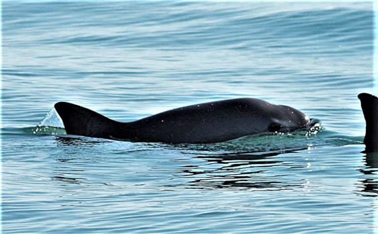 Vaquita marina | Características, hábitat, alimentación, reproducción