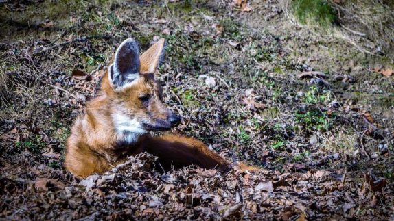 Aguará guazú | Características, comportamiento, reproducción