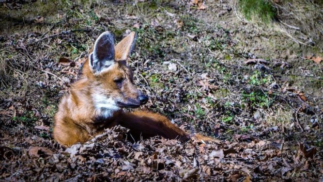 Aguará guazú | Características, comportamiento, reproducción