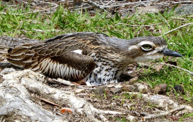 Alcaraván común | Características, hábitat, alimentación, reproducción