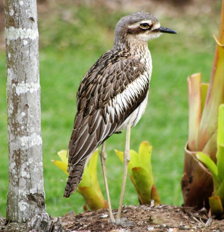 Alcaraván común | Características, hábitat, alimentación, reproducción