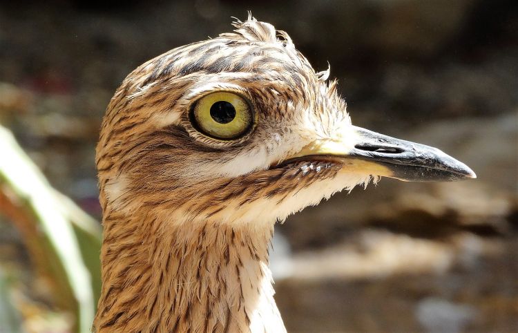 Alcaraván común | Características, hábitat, alimentación, reproducción