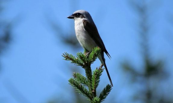 Alcaudón común | Características, hábitat, alimentación, reproducción