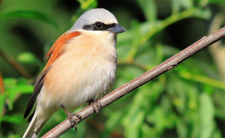 Alcaudón común | Características, hábitat, alimentación, reproducción